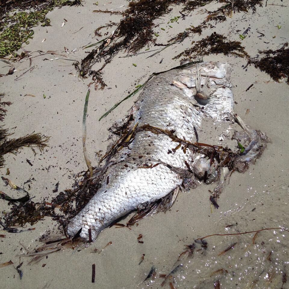 Cockburn Sound fish kill 'likely caused by environmental factors'; dead ...