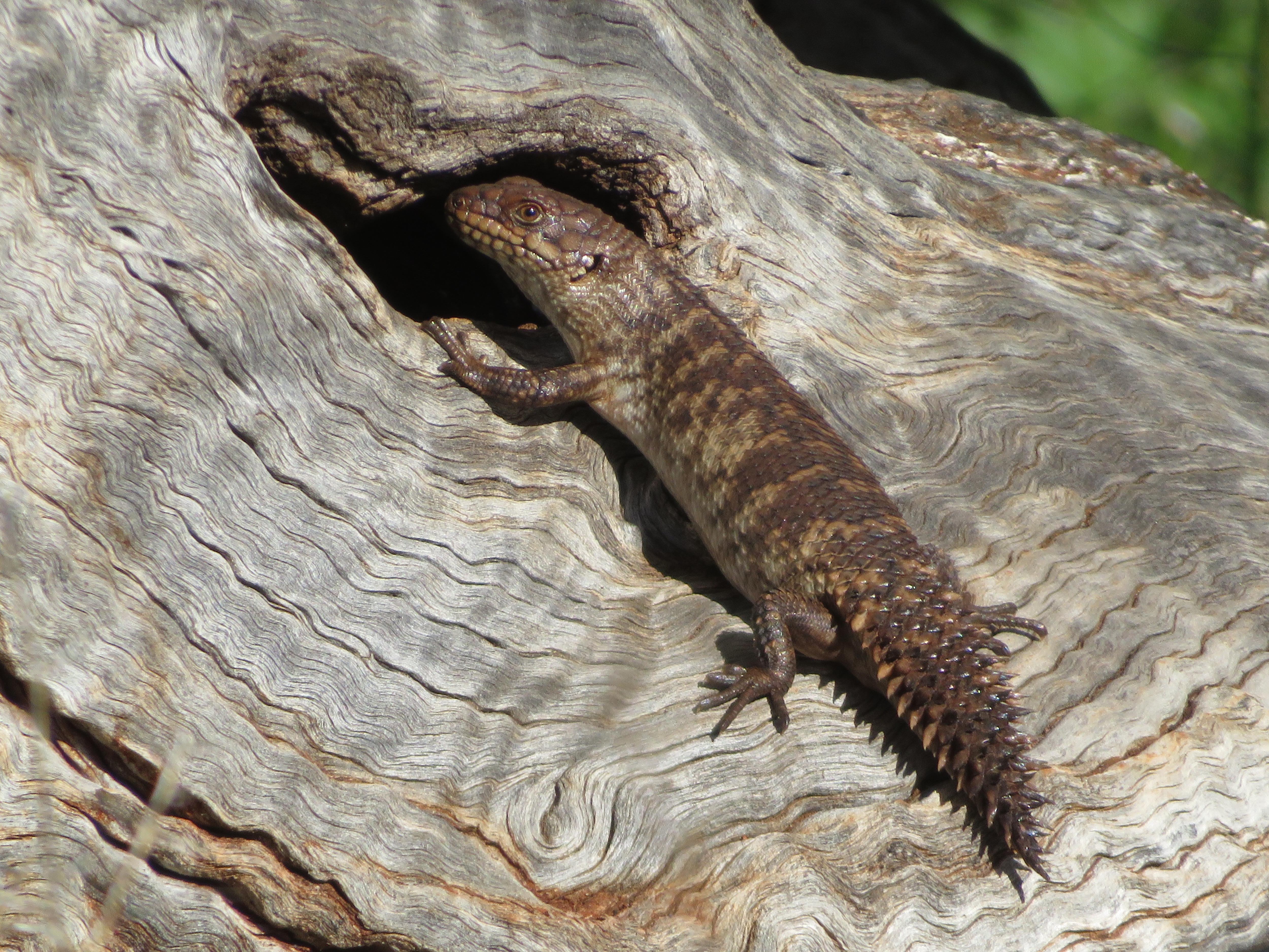 Laser tech the latest tool in battle to save endangered western spiny ...