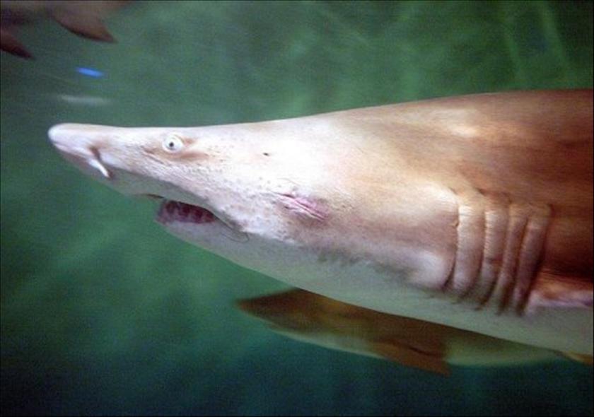 Study Suggests Sharks Are Colour Blind - ABC listen