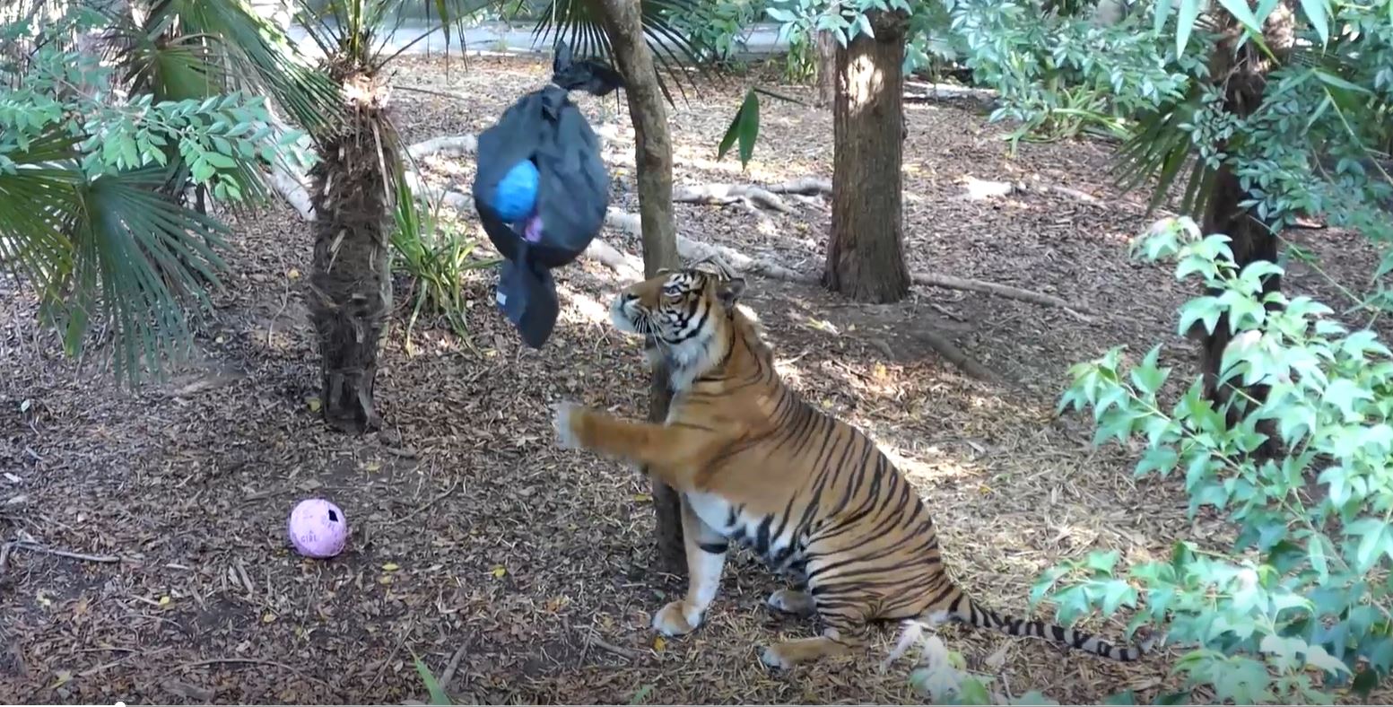 Adelaide Zoo tiger's 'classy' gender reveal - ABC listen