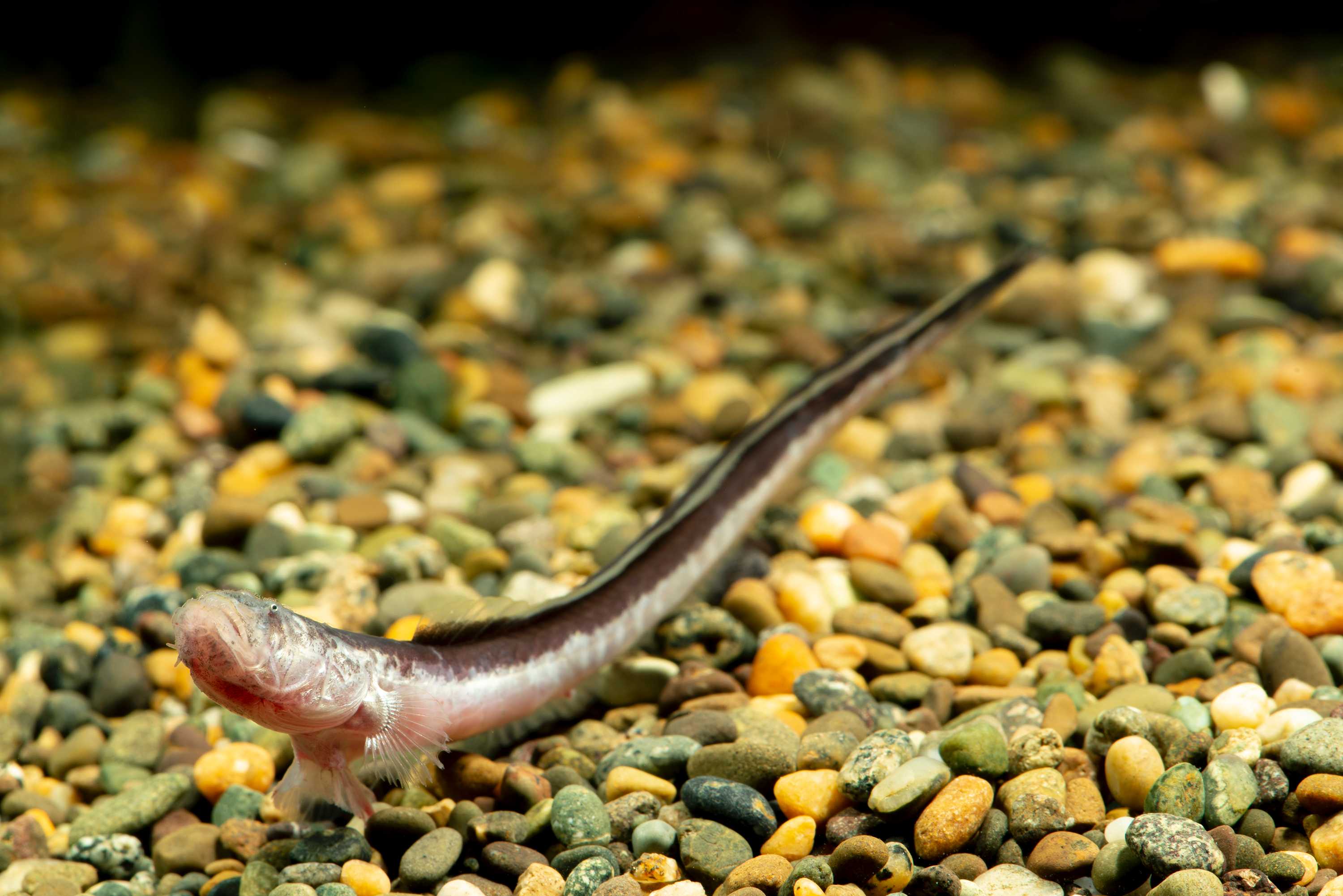 Going for gold: Fishos urged to keep an eye out for gold-coloured worm ...