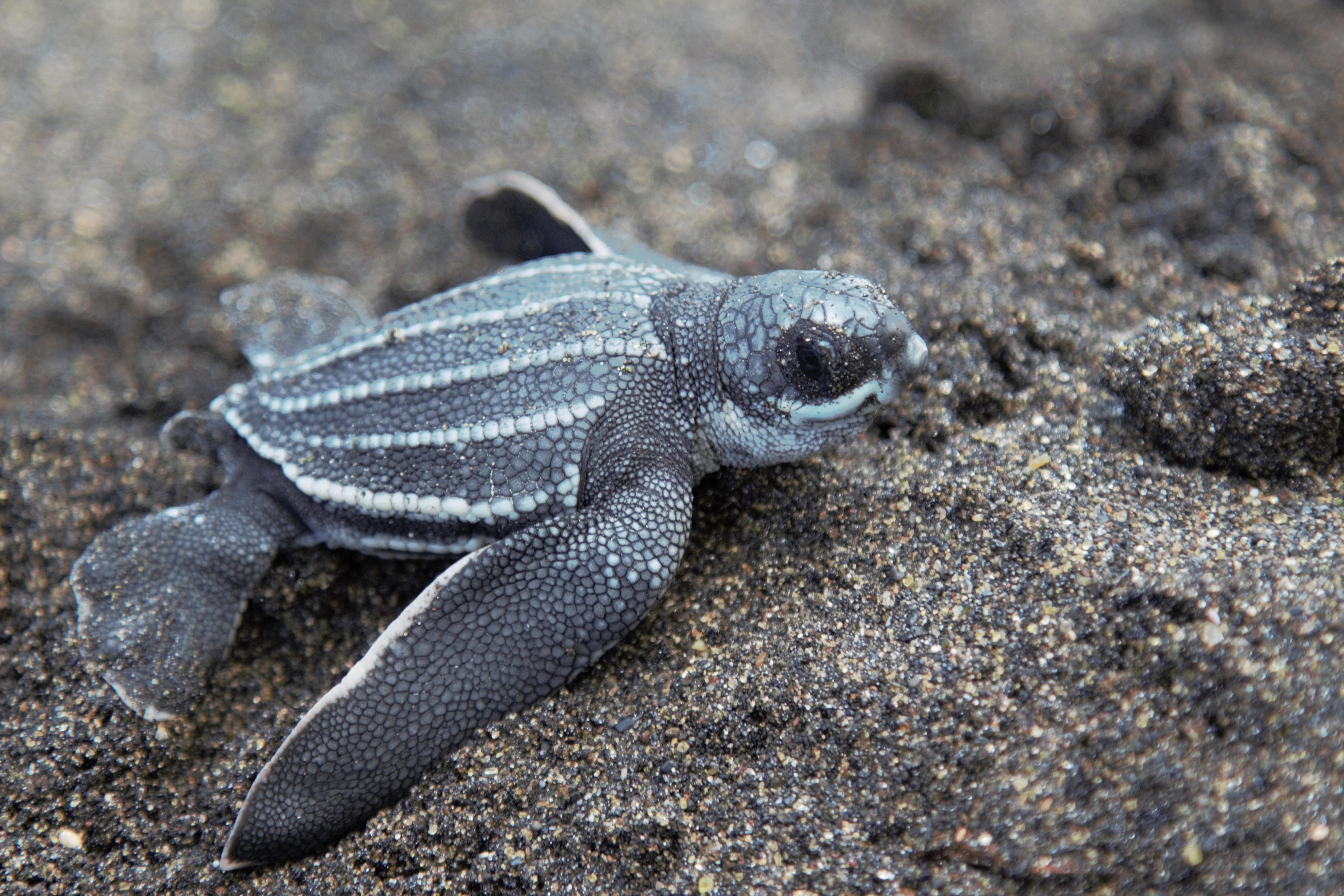 The fight to save leatherback turtles on the 'last wild island' - ABC ...