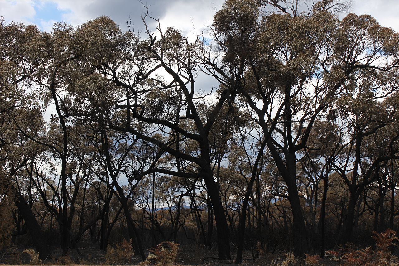 Grampians fire effort takes toll - ABC News