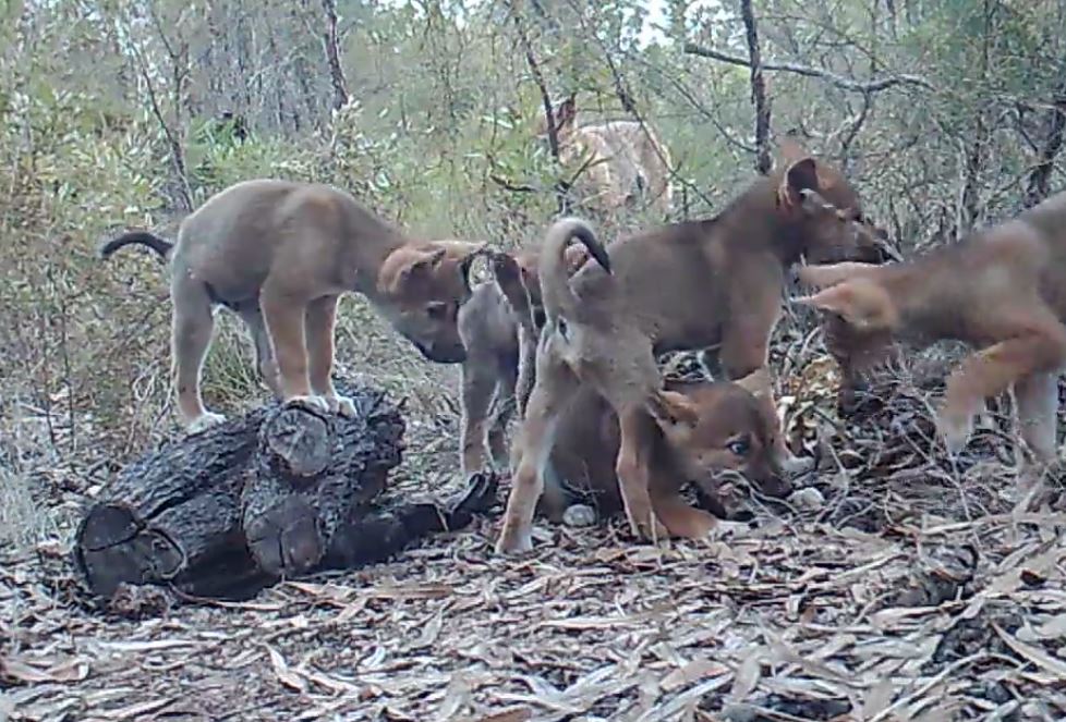 Dingo pups filmed by trail cameras emerging from dens on K'gari-Fraser ...