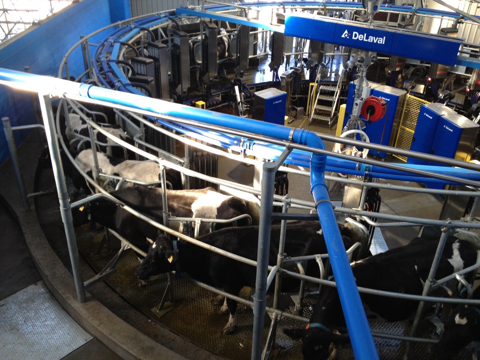 Robot dairy set to give farmers a sleep in - ABC News