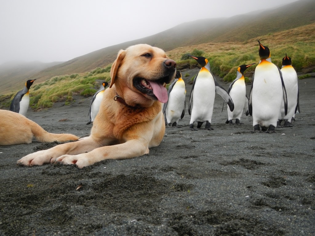 Pests vanquished on Macquarie Island - ABC Radio National