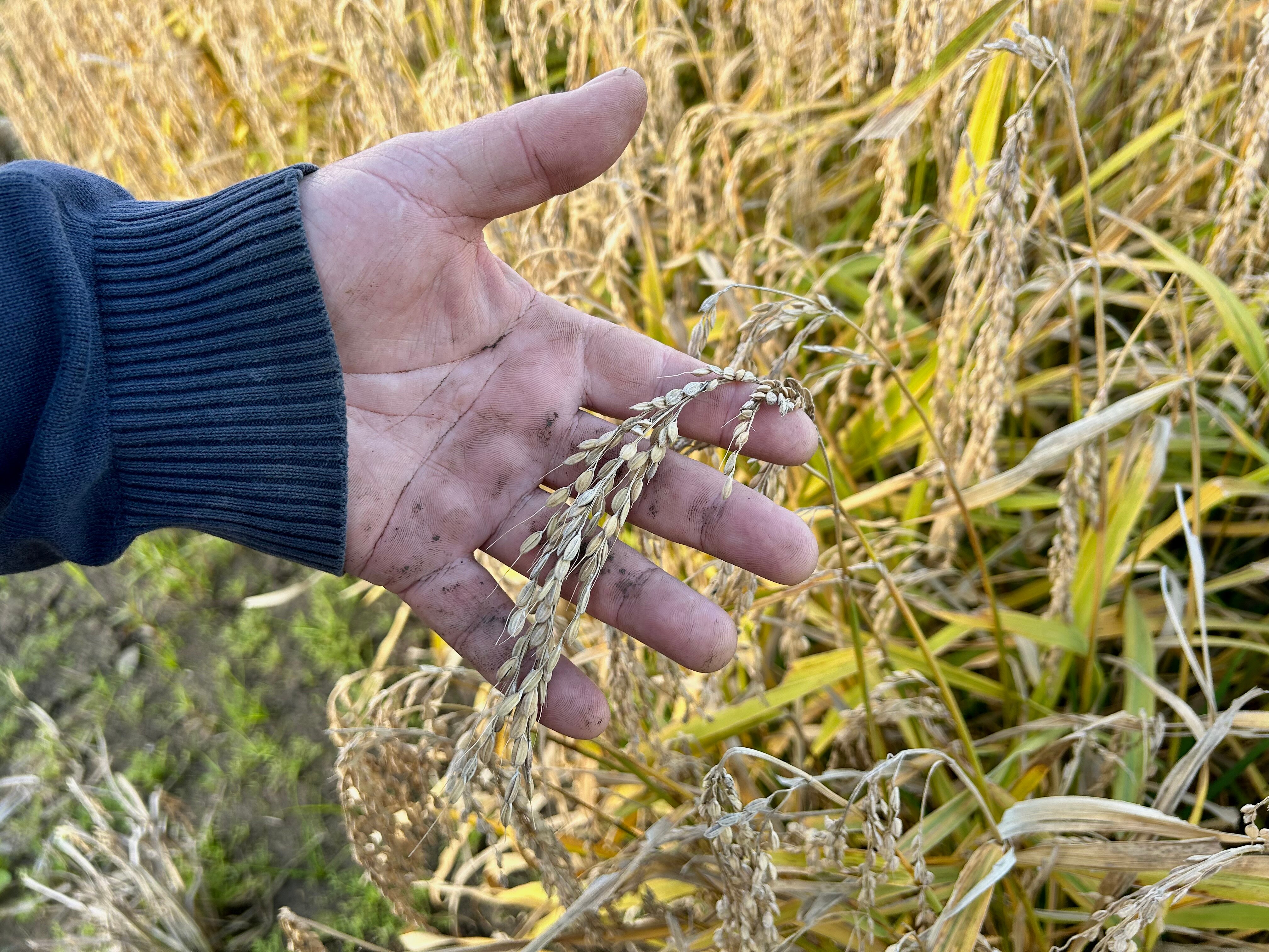 SunRice monopoly set to end, Australian growers eye new markets - ABC News