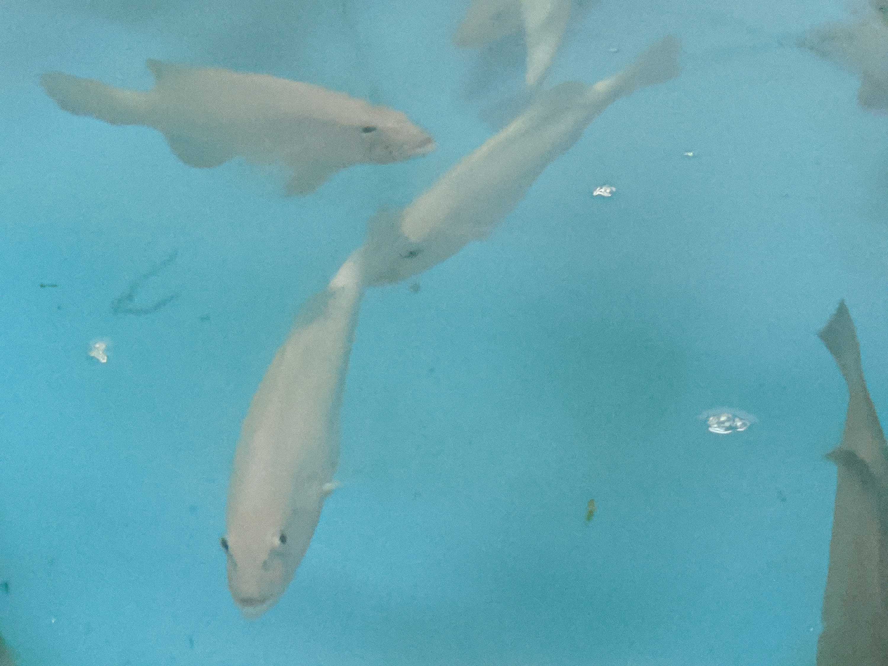 Coral trout hatchery in Cairns brings fish bred in captivity to the ...