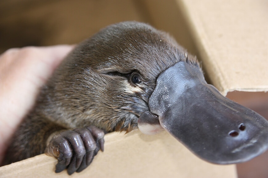 Fears fish protection measures could threaten Eden Creek Weir platypus ...