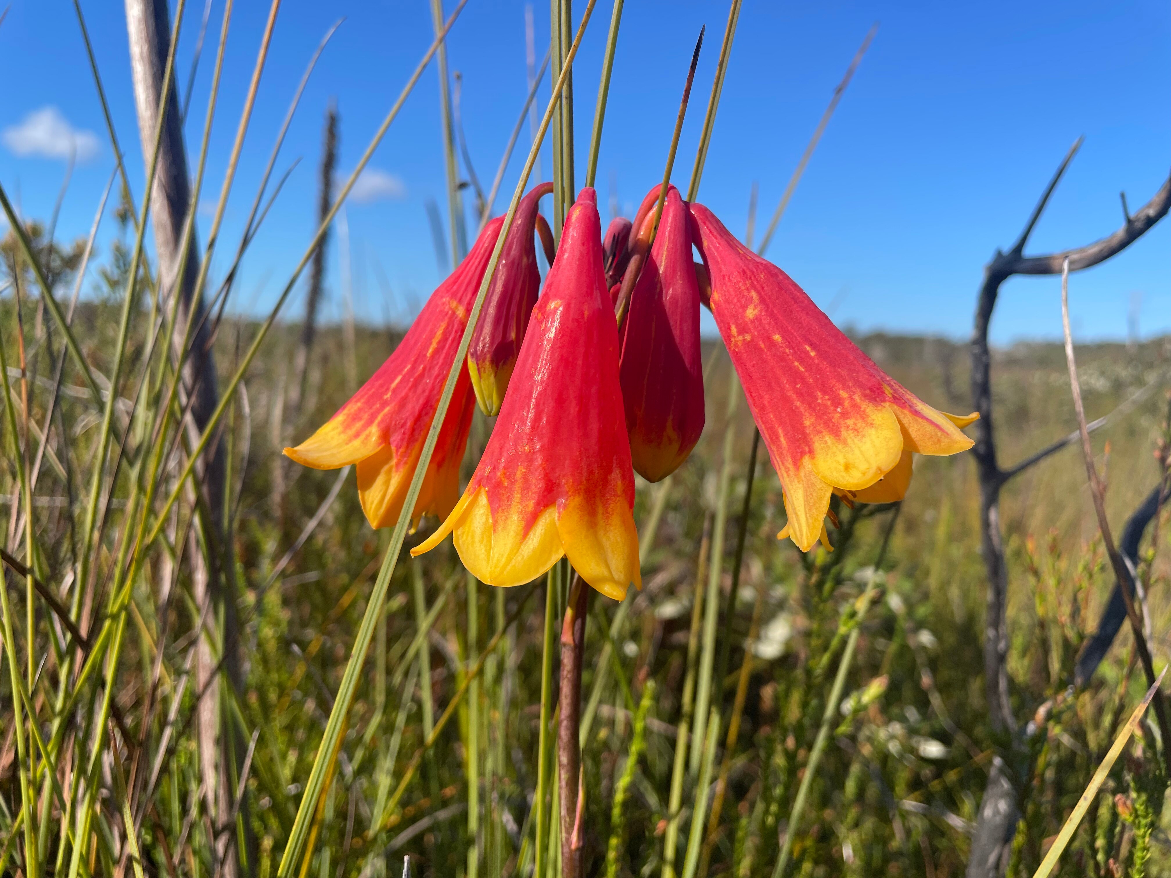 Port Macquarie Christmas bells bloom in abundance for 'third good year ...