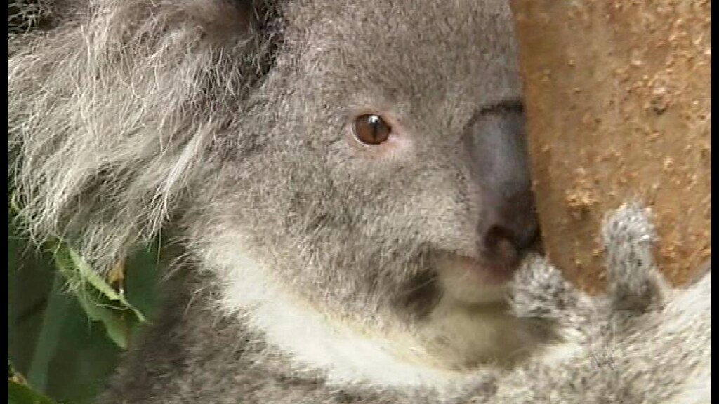 Koalas added to threatened species list - ABC News