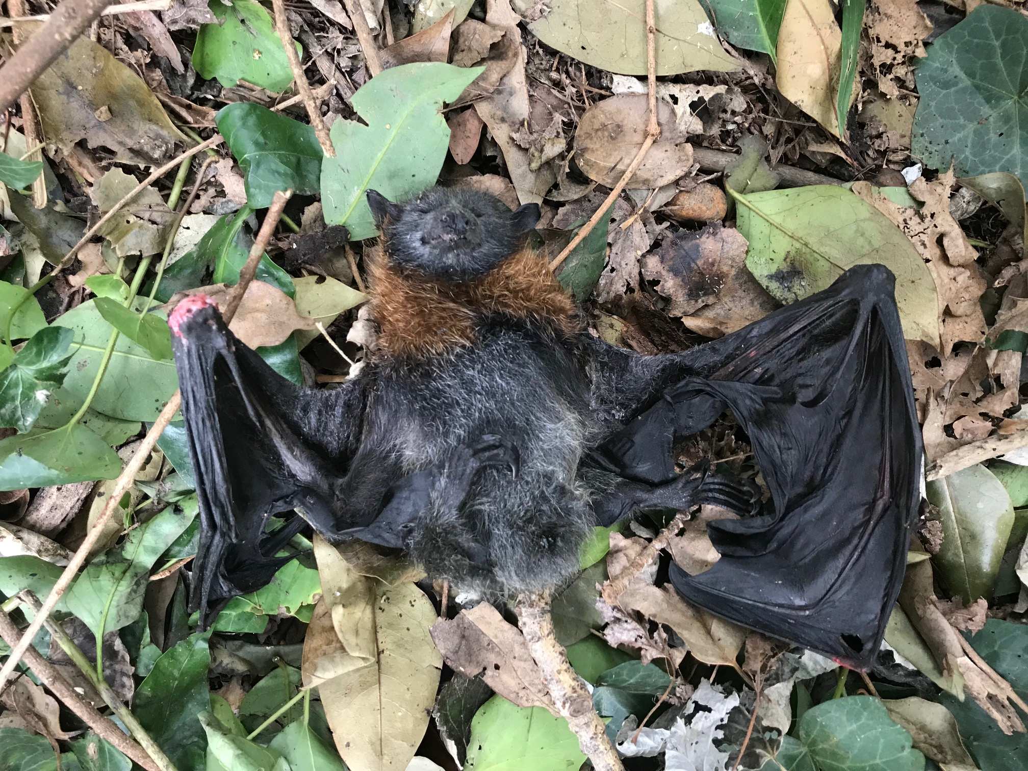 Cairns spectacled flying fox relocation plan doomed to fail ...
