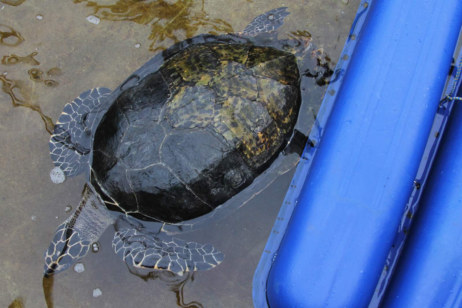 Turtle rehabilitation centre shows caring for sick sea creatures is no ...