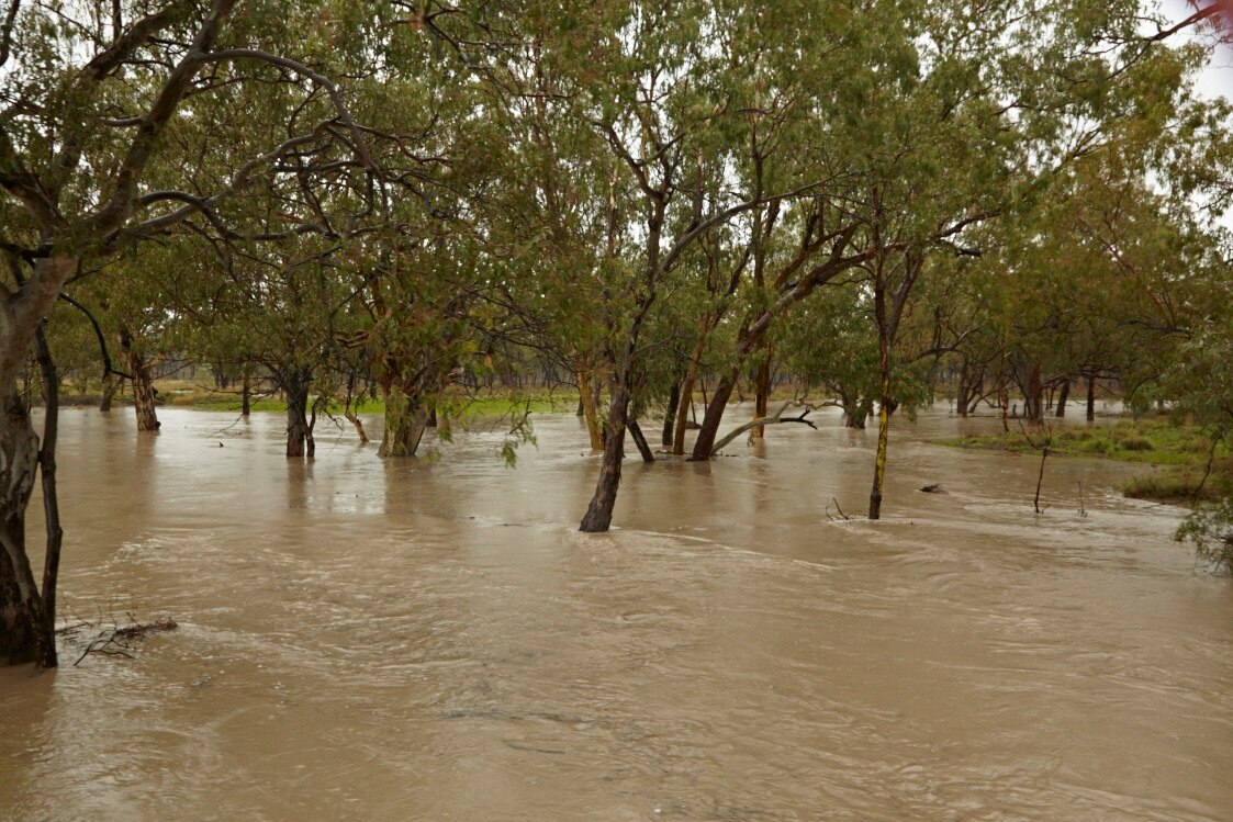 Heavy rain in central Queensland celebrated as 'a blessing' for drought ...