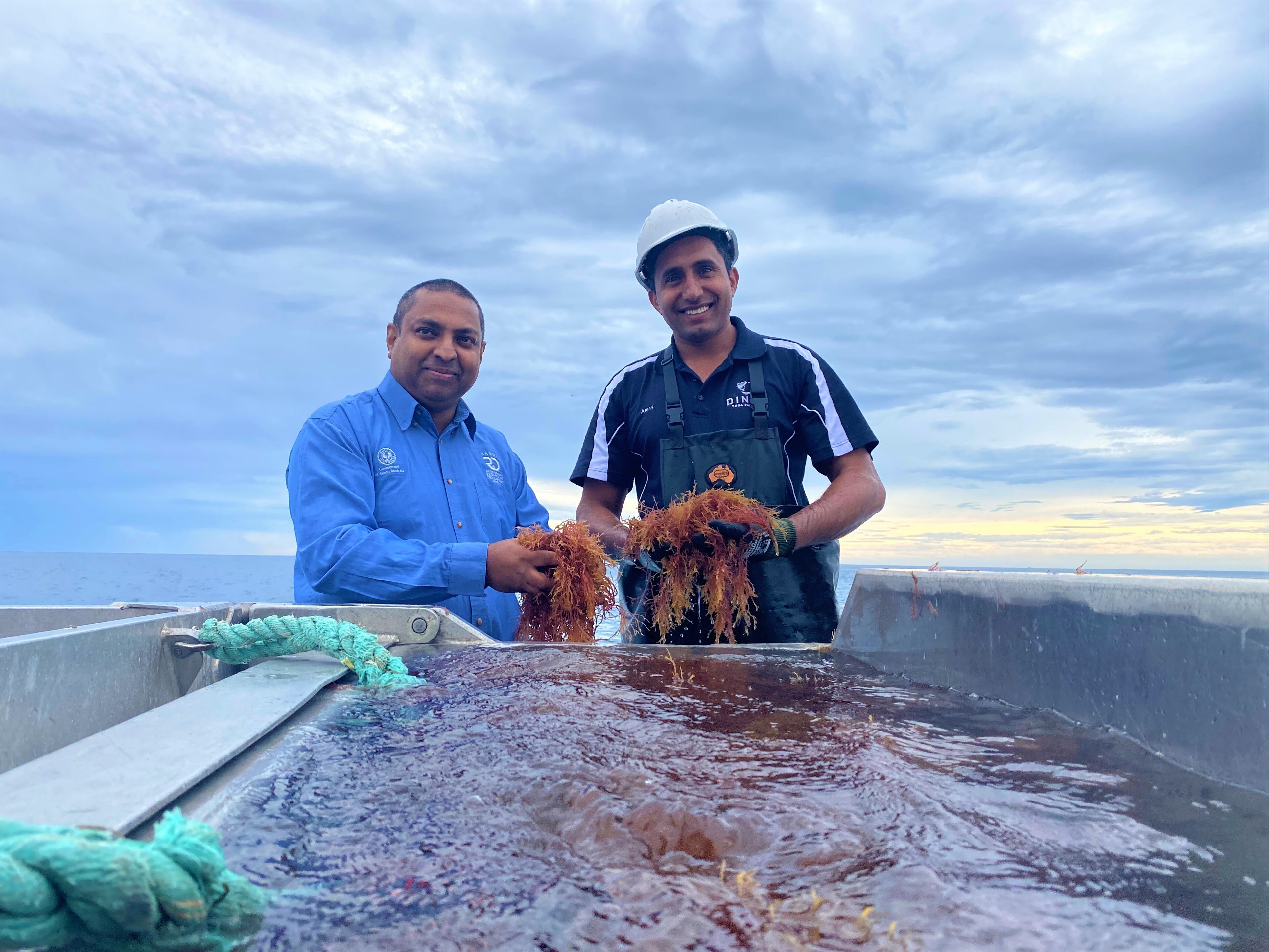 Seaweed farmed by Port Lincoln tuna company to become fertiliser ...