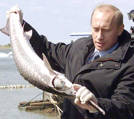 Russian sniffer cat killed in alleged contract killing - ABC News