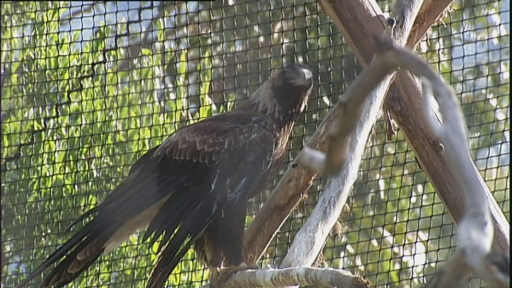 New aviary for raptors - ABC News