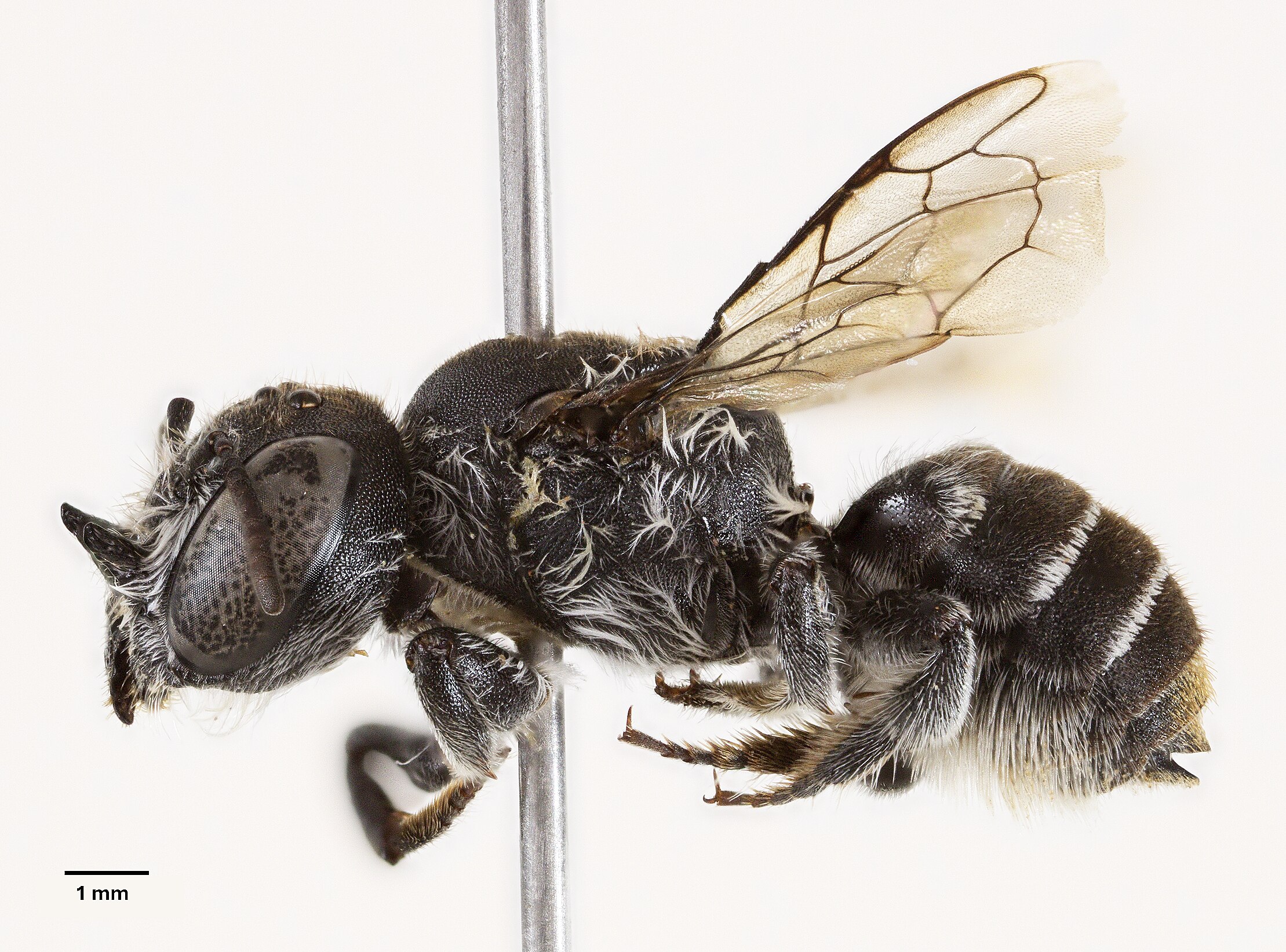 Horned 'devil' bee found in remote Goldfields prompts call for further ...