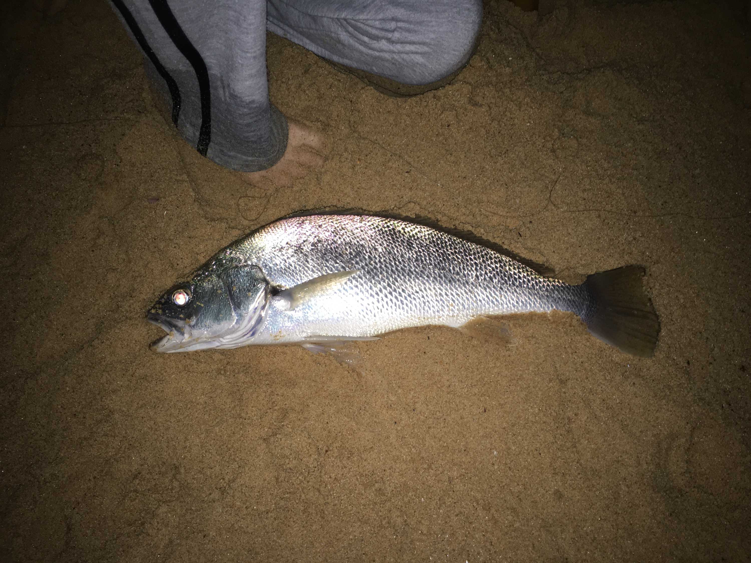 The Big Fish set that hook! - ABC listen