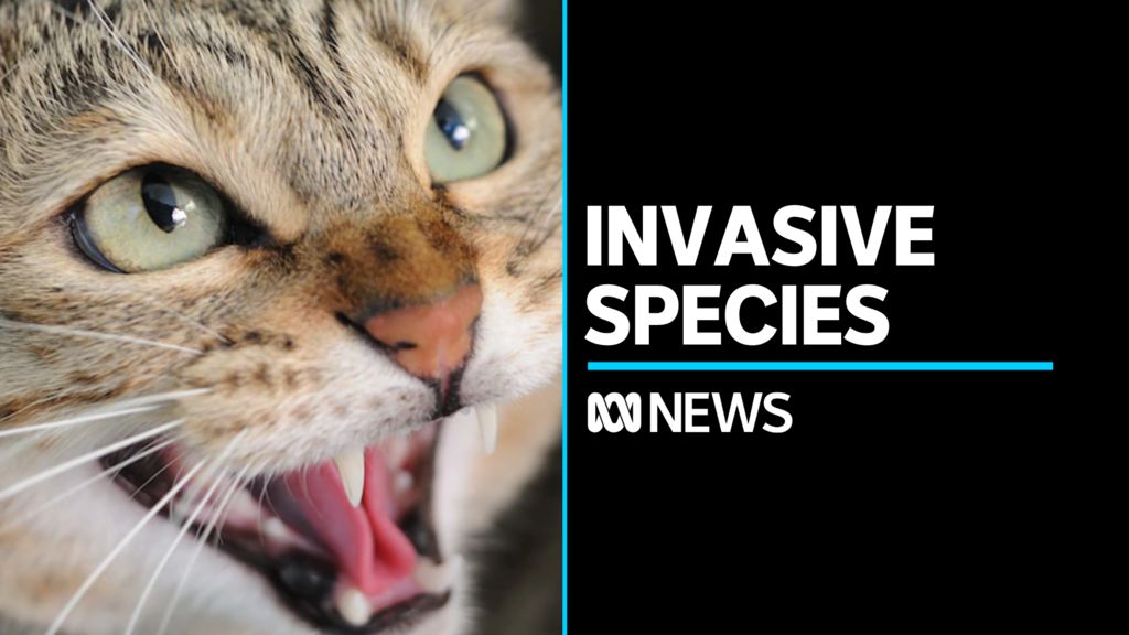 Gene editing tool could fix Australia’s feral cat problem - ABC News