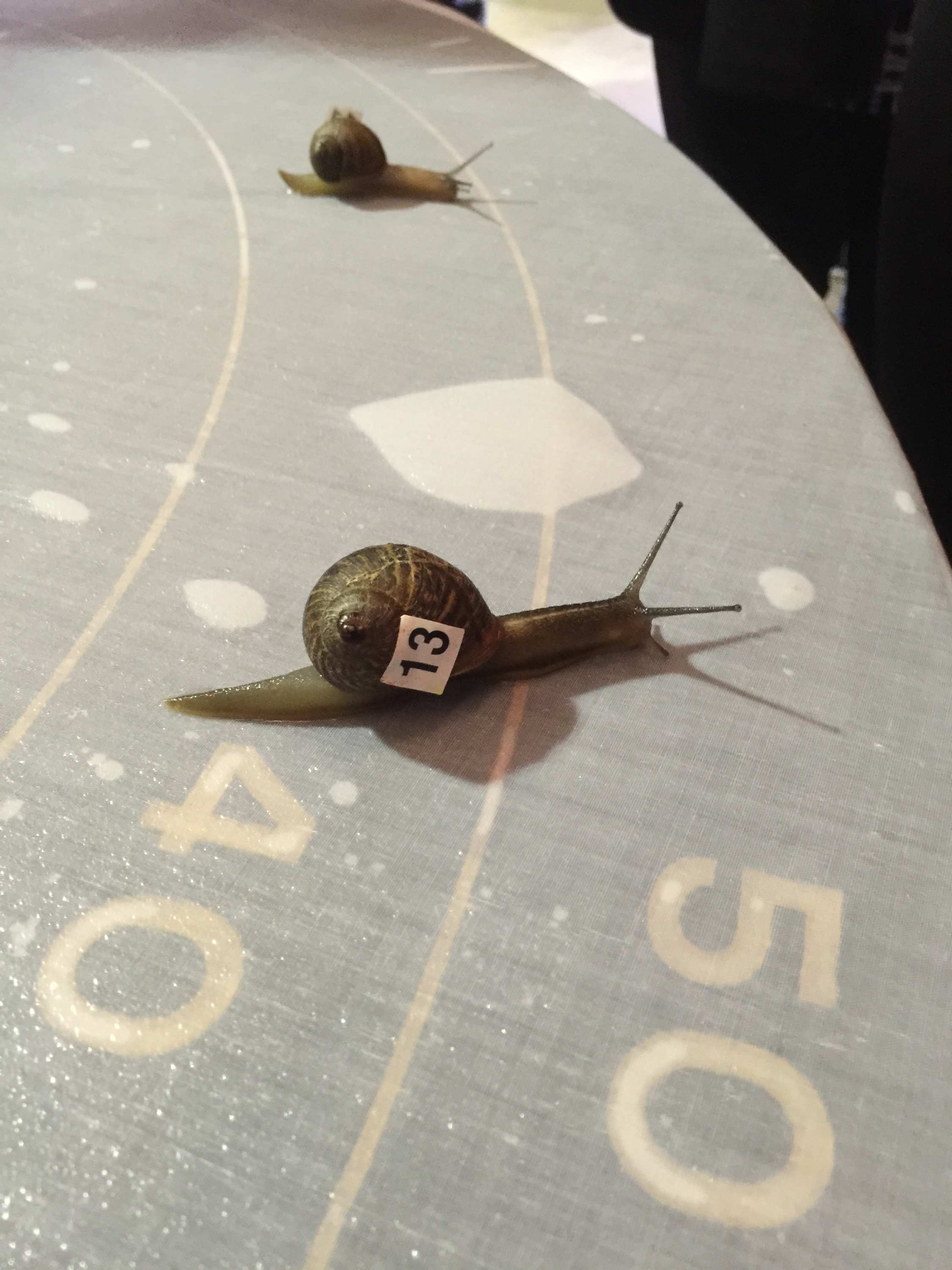 Slow thrill of snail racing grips southern Tasmania at inaugural Cygnet ...
