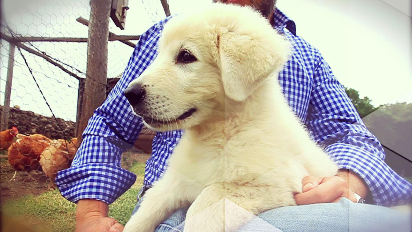 Penguin Protection Dogs - Behind The News