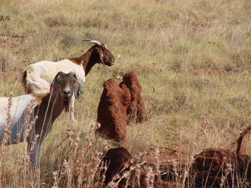 Goat theft a 'significant hit' to landholders already struggling ...
