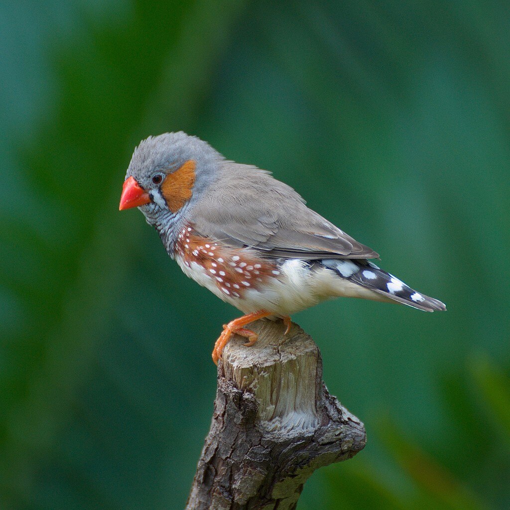 Zebra finch makes nest in dingo carcass in outback WA - ABC News