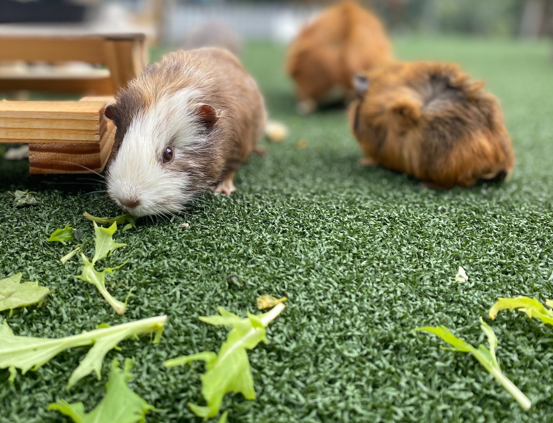 Tasmania's 'tiny town' for guinea pigs a TikTok sensation - ABC News