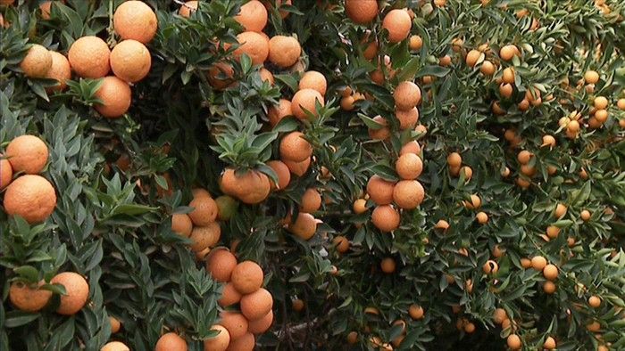 Pick Your Citrus - Gardening Australia