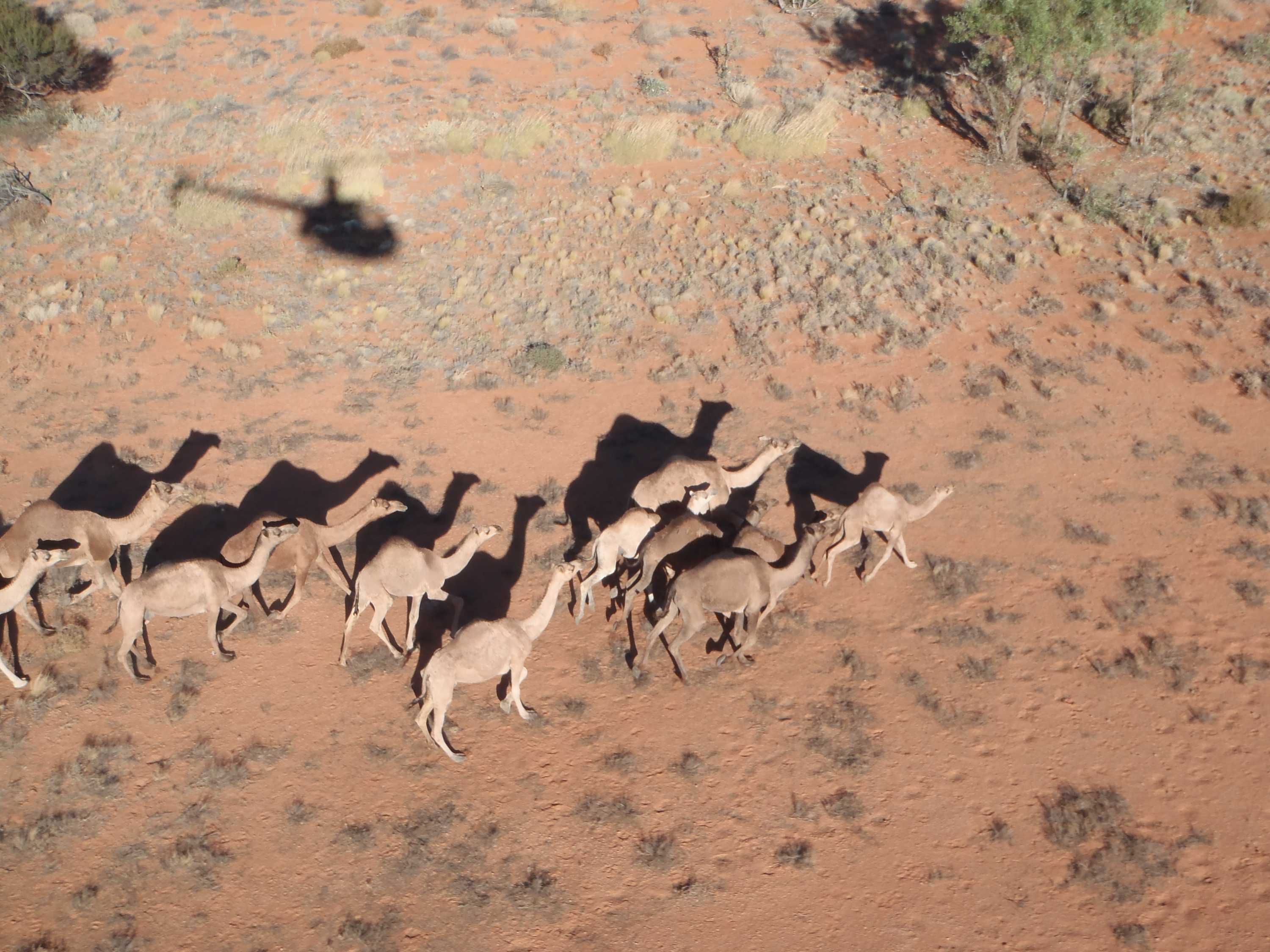 Camel study backs 'humane' aerial shooting claims - ABC News
