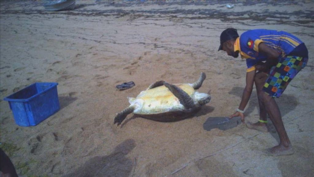 Qld outlaws cruel traditional hunting - ABC News