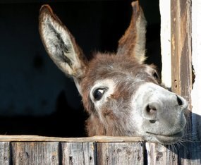 Donkey praised as wild dog hero - ABC News