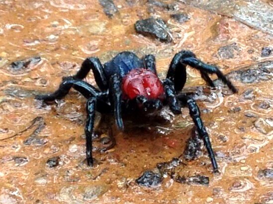 Male mouse spider loves the rain - ABC News