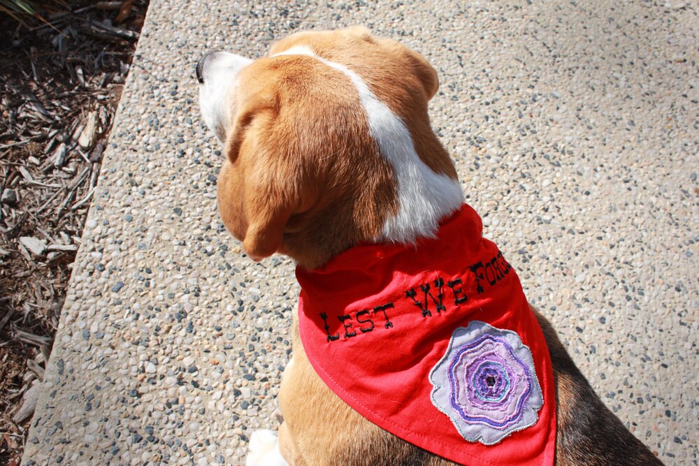 Rescue dogs honour fallen war animals in Mackay Anzac Day parade - ABC News