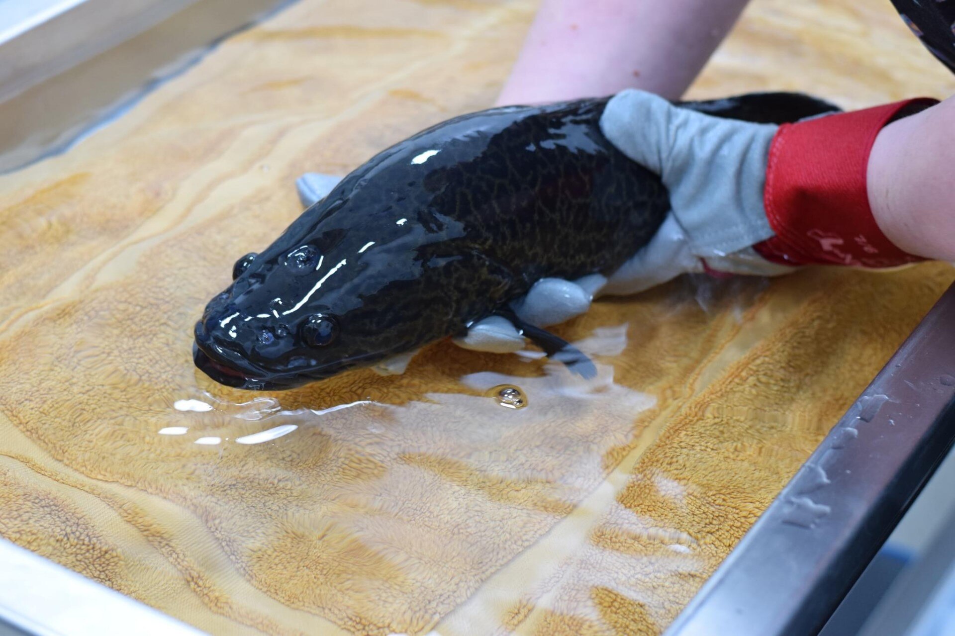 How does a vet operate on a fish? The story of 'Murray' the Murray cod ...