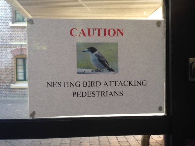 Butcher bird causing havoc at Newcastle TAFE campus, hospitalising one ...