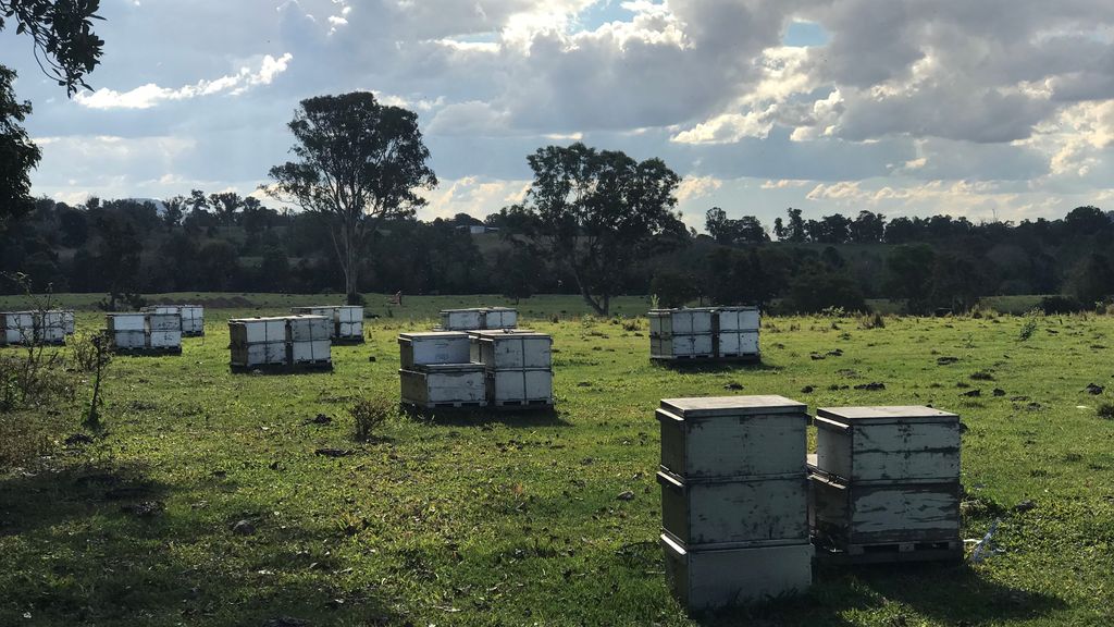 Bee Future: Precious honey bees in short supply - ABC News