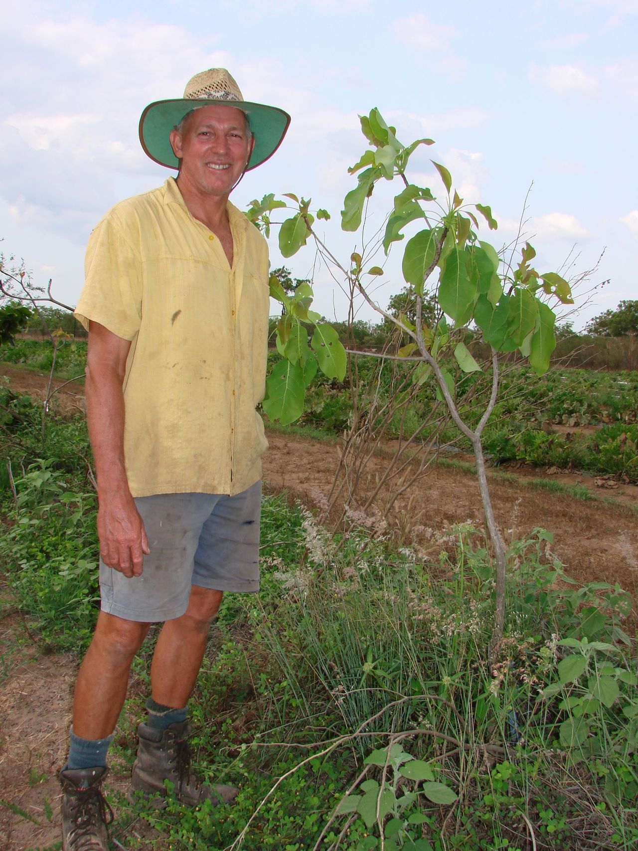 Kakadu plum is the way forward - ABC News