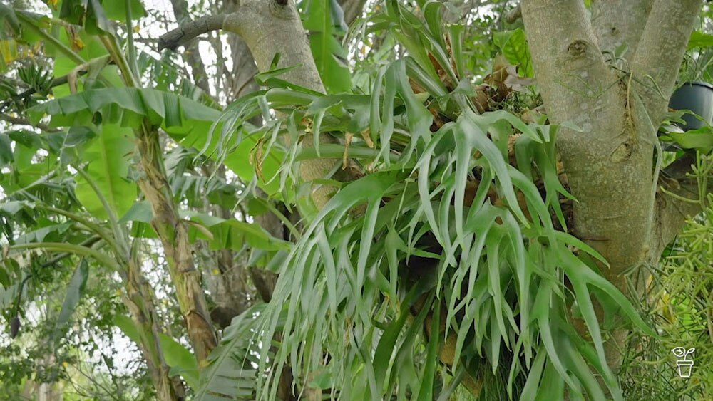 Plant Profile: Snowball Tree - Gardening Australia