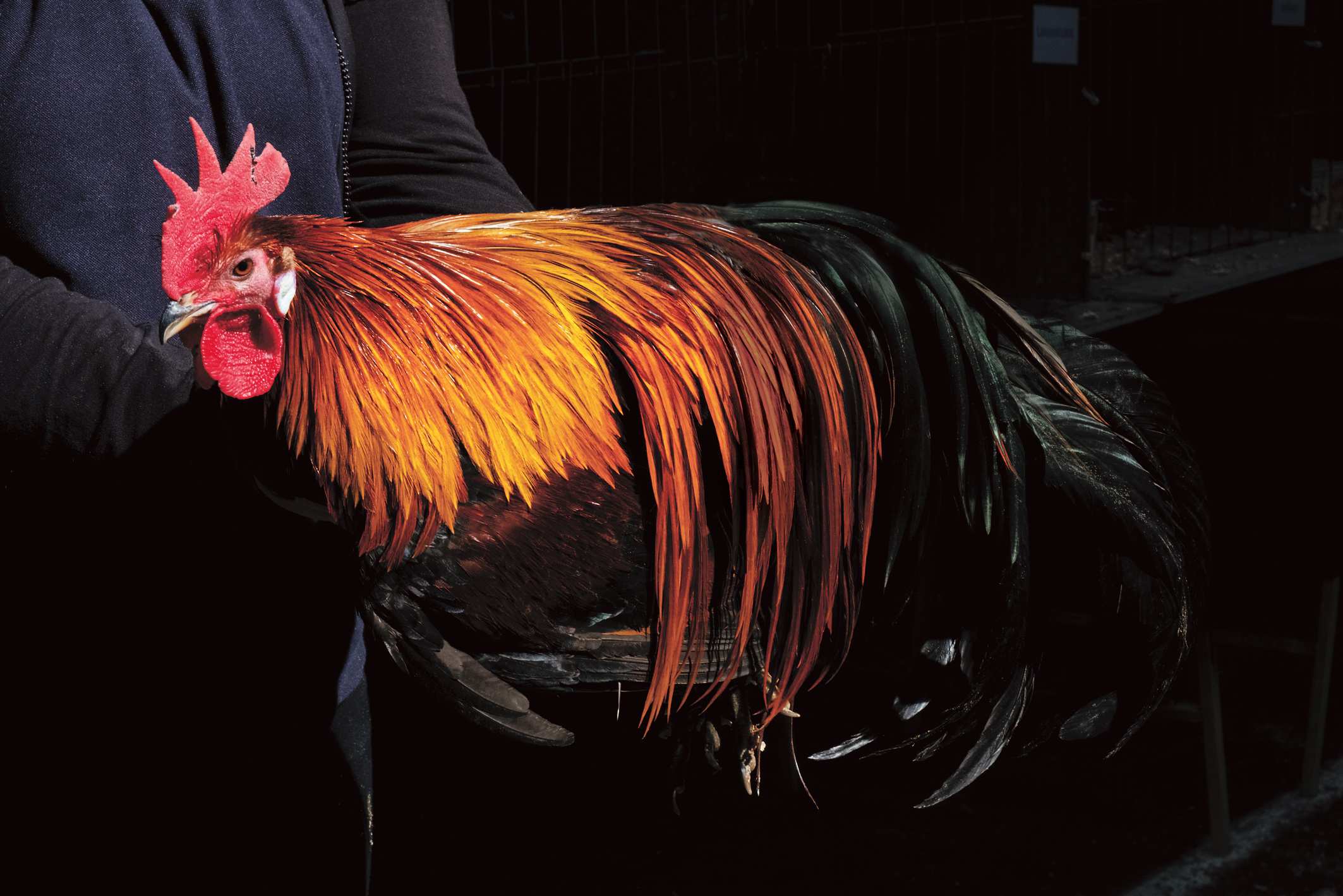 The sad lot of the rooster in a world with too many males - ABC News