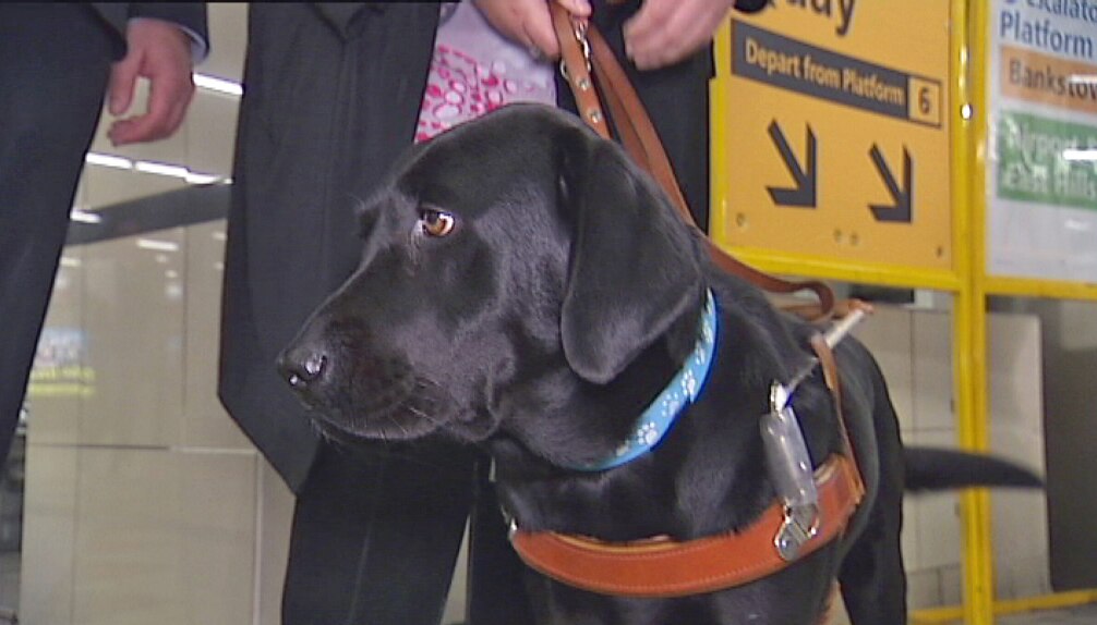 Legal loophole barring guide dogs from buildings amended - ABC News