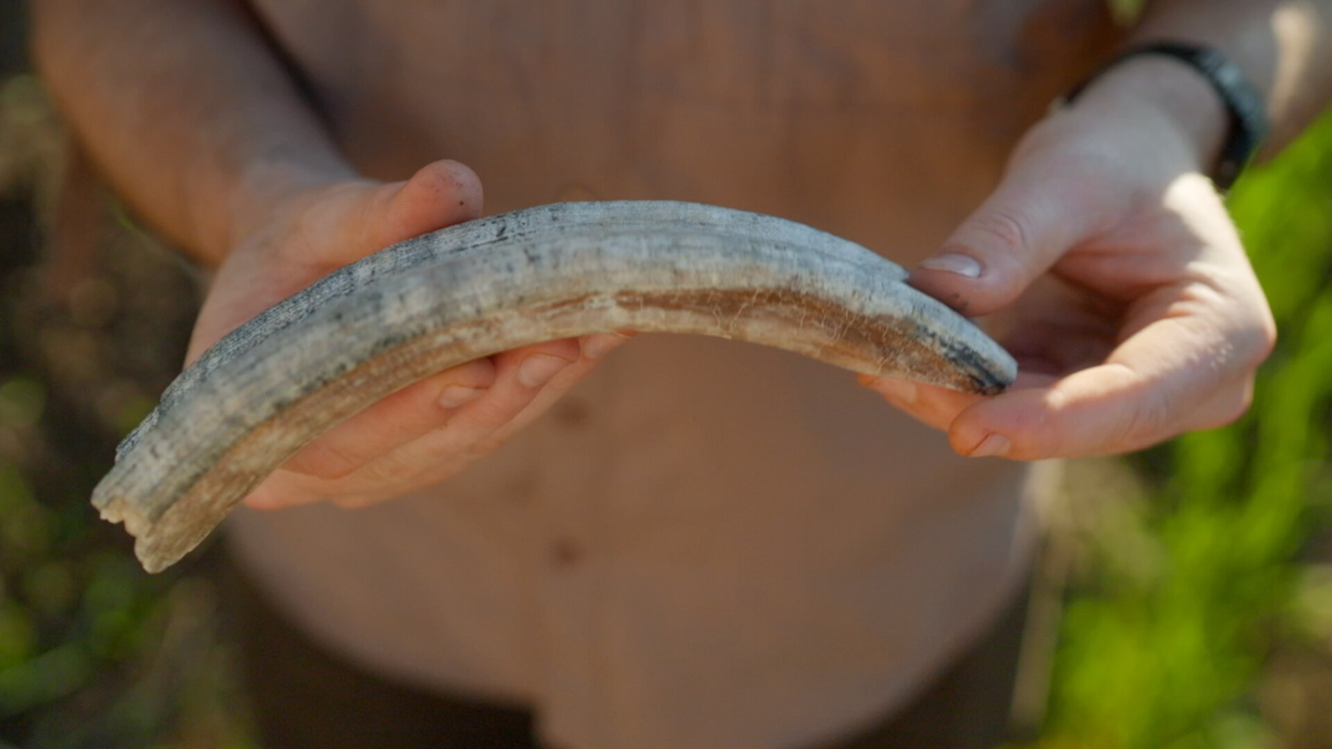 Digging up Diprotodon - ABC Education