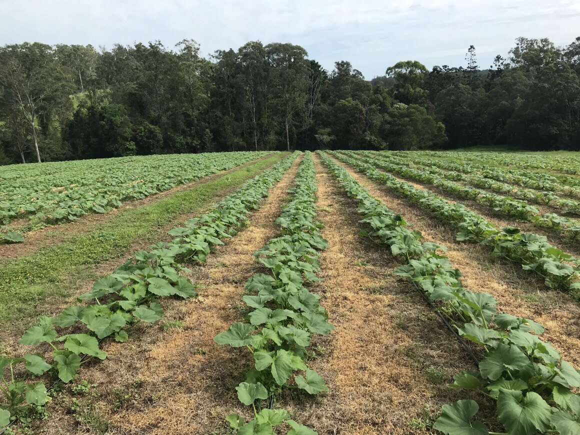 Big-hearted brothers donate button squash to the needy - ABC News