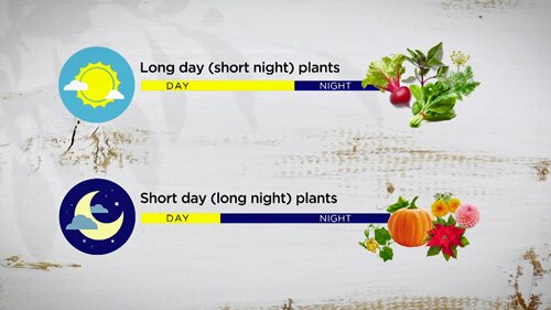 Bump in the Night - Gardening Australia