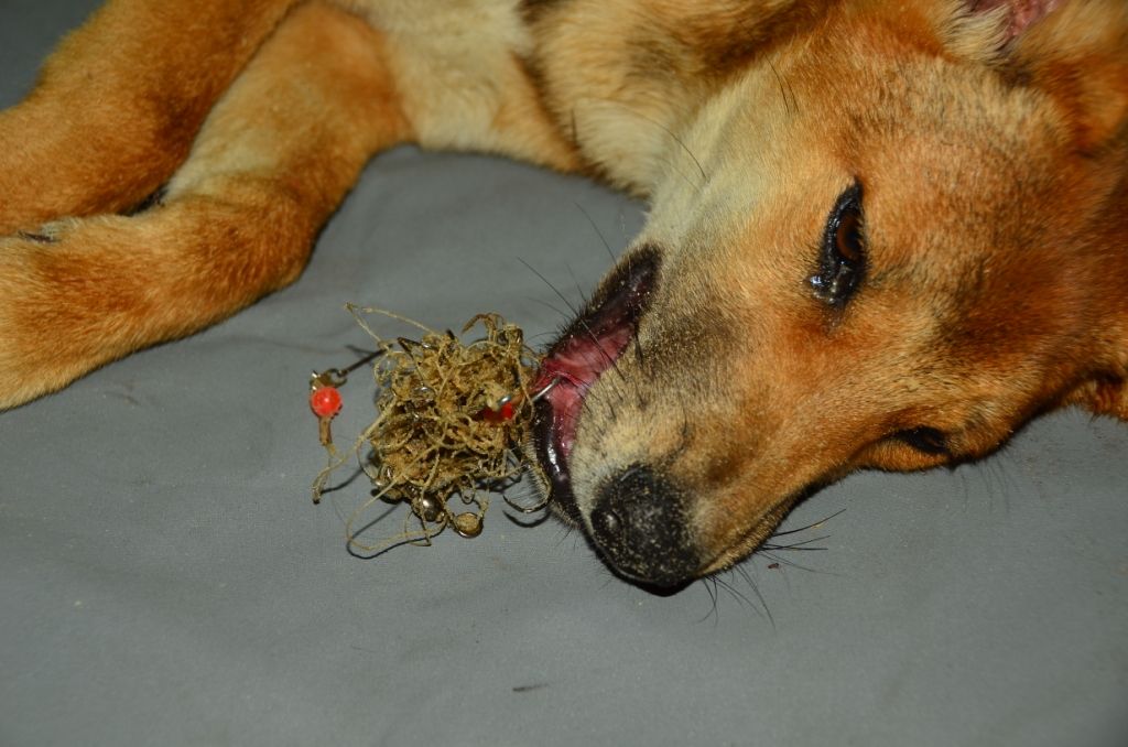 Dingoes and other wildlife on K'gari (Fraser Island) injured by ...