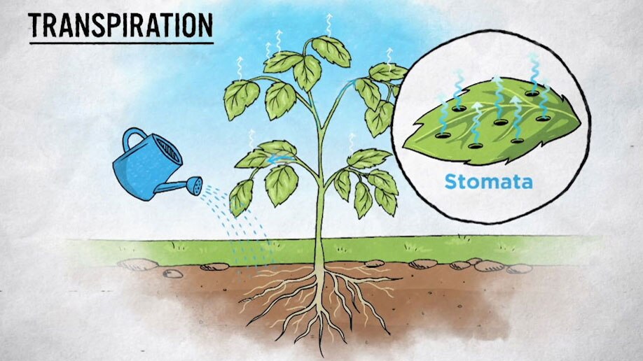 Hot Stuff - Gardening Australia