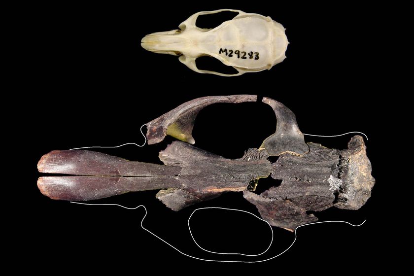 Scientists discover world's largest rat - ABC News