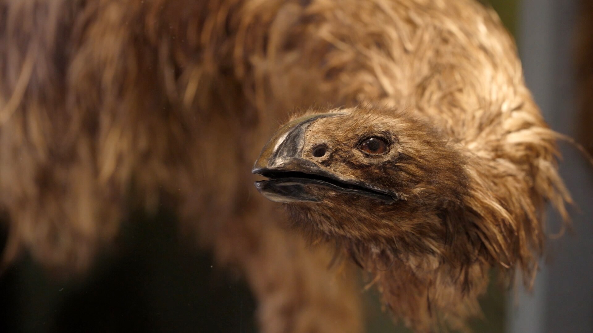 Catalyst: The extinction of the giant moa - ABC Education
