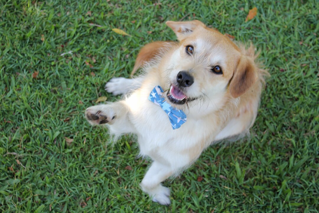 Left-handed animals: Is it alright if your pet is a leftie? - ABC News